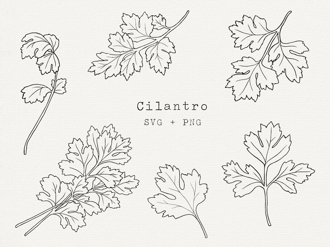 Cilantro SVG Clip Art, Commercial Use, Cilantro Plant Vector ...