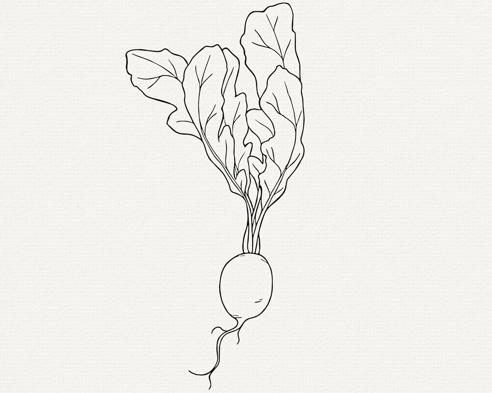 Radish Line Art SVG, PNG Clipart - Botanical Vegetable Illustration ...