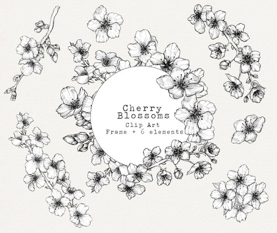 Cherry Blossom Flower Clip Art