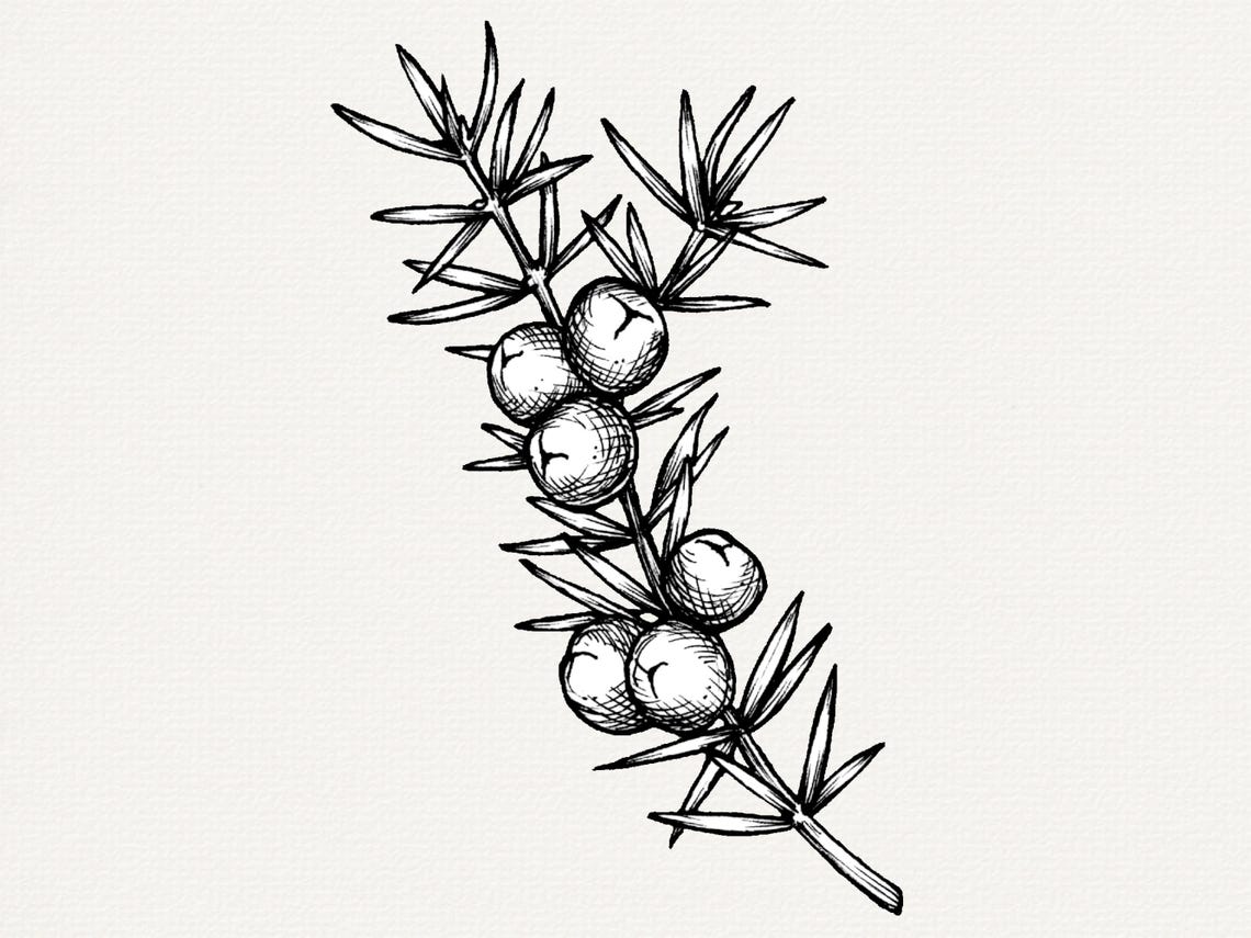 Juniper PNG Clip Art, Hand Drawn Juniper Sprig Illustration, Juniper ...