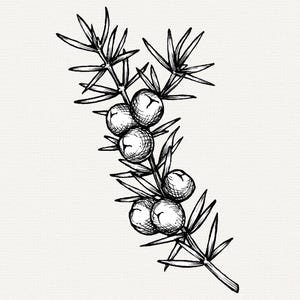Juniper PNG Clip Art, Hand Drawn Juniper Sprig Illustration, Juniper ...