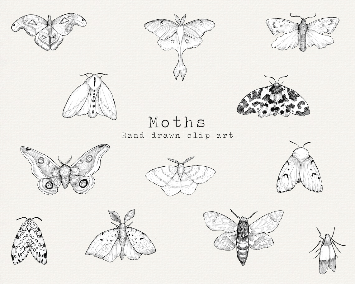 Moth Clipart Hand Drawn Moth Line Art Insect Clipart Magic | Etsy