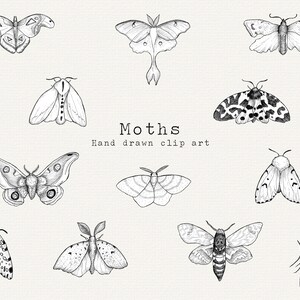 Moth Clipart Hand Drawn Moth Line Art Insect Clipart Magic - Etsy