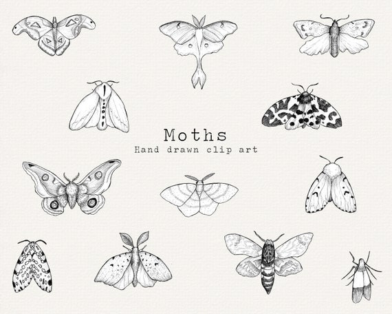 Moth Clipart Hand Drawn Moth Line Art Insect Clipart Magic | Etsy España