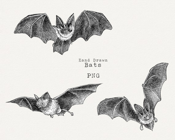 Bat Clip Art Spooky Bats Clipart Bat Illustration Instant | Etsy