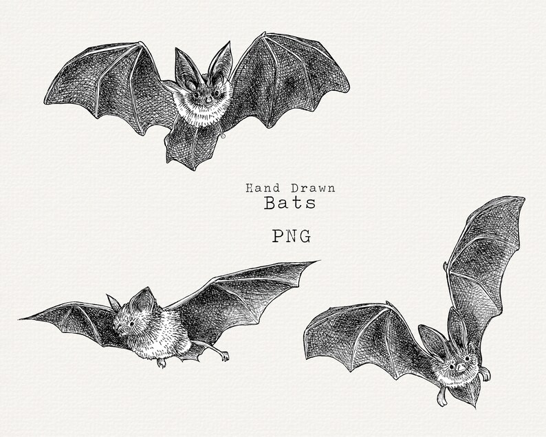 Bat Clip Art Spooky Bats Clipart Bat Illustration Instant | Etsy