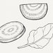 Beet SVG Set, Beets Illustration for Commercial Use, Cut File Cricut ...