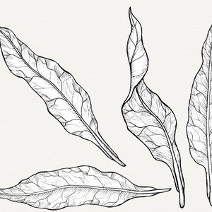 Comfrey PNG Clip Art, Hand Drawn Comfrey Illustration, Medicinal Plant ...