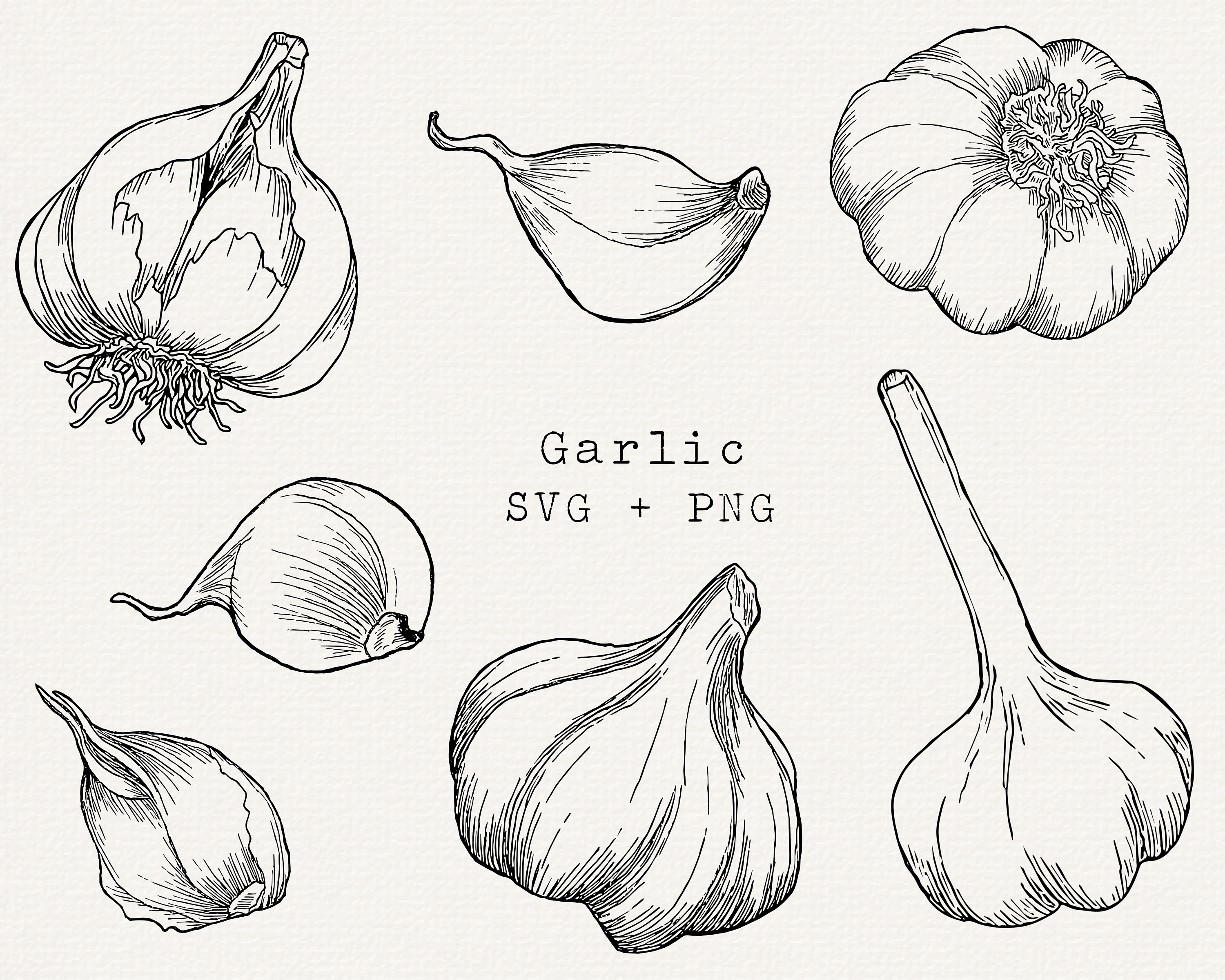Garlic SVG Garlic Vector Graphics Garlic Clove SVG Kitchen - Etsy Canada
