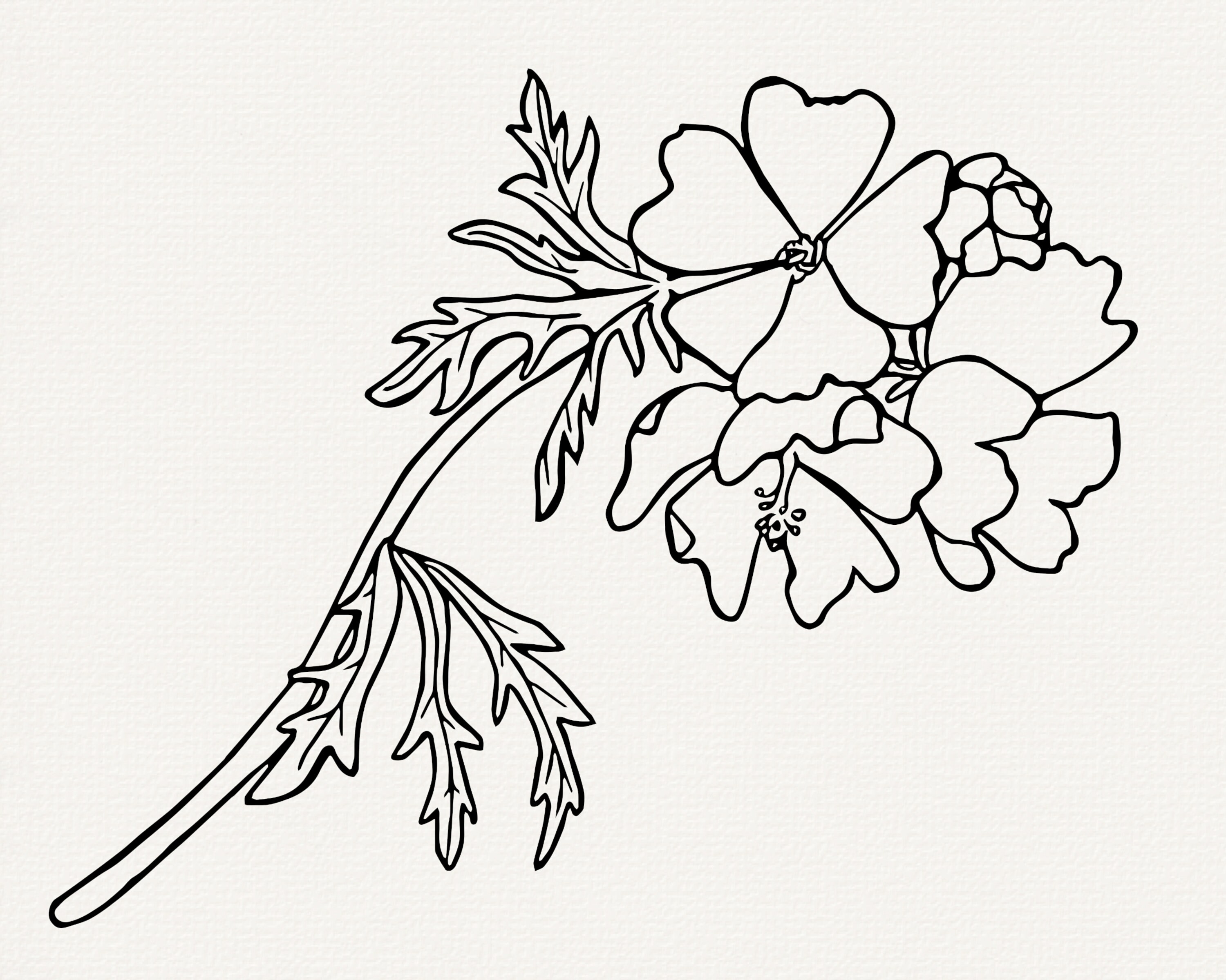 Musk Mallow SVG, Mallow Clip Art Illustration, Vector Line Art, Wild ...