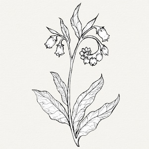 Comfrey PNG Clip Art, Hand Drawn Comfrey Illustration, Medicinal Plant ...