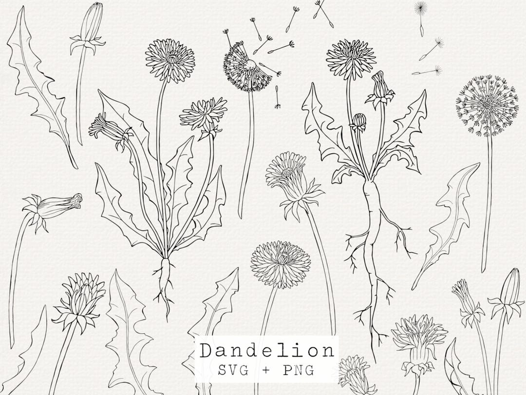Dandelion SVG, Dandelions Vector Bundle, Cricut File, Botanical ...