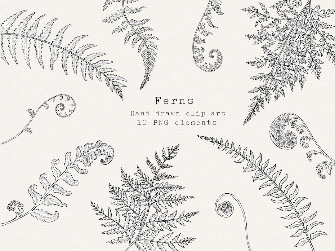 Fern Clipart, Hand Drawn Fern Line Art, Black and White Botanical ...