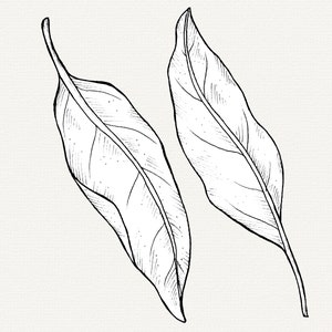 Mullein PNG Clip Art, Hand Drawn Mullein Illustration, Medicinal Plant ...