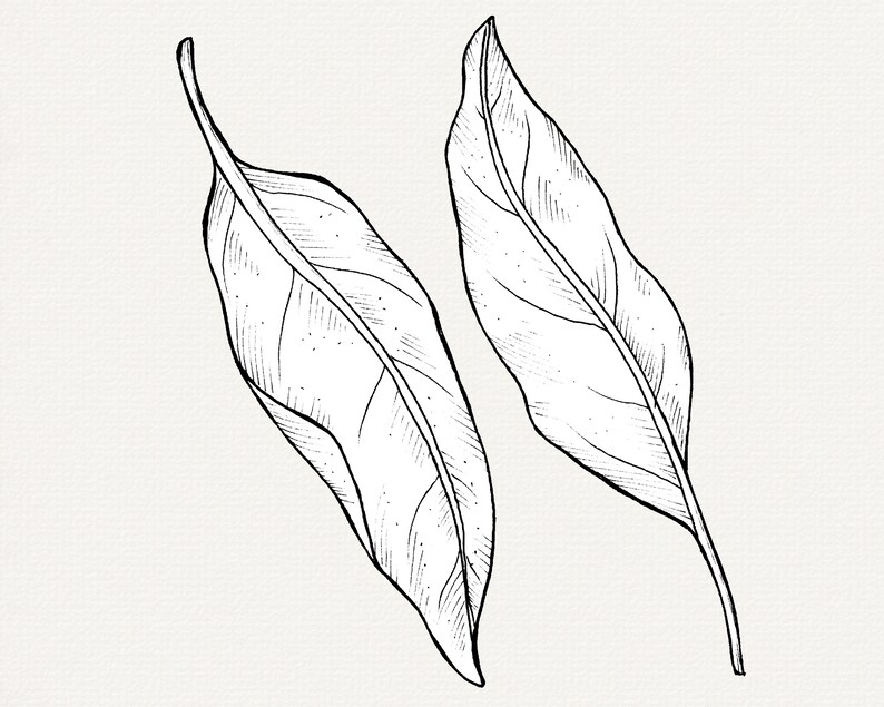 Mullein Flower Clipart, Botanical Line Art, Floral PNG Elements, Herb ...
