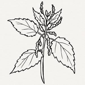 Stinging Nettle SVG, Hand Drawn Nettle Clip Art Illustration, Botanical ...