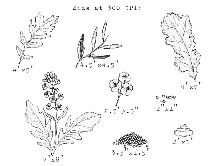Mustard PNG Clip Art Bundle, Hand Drawn Illustration, Mustard Plant ...