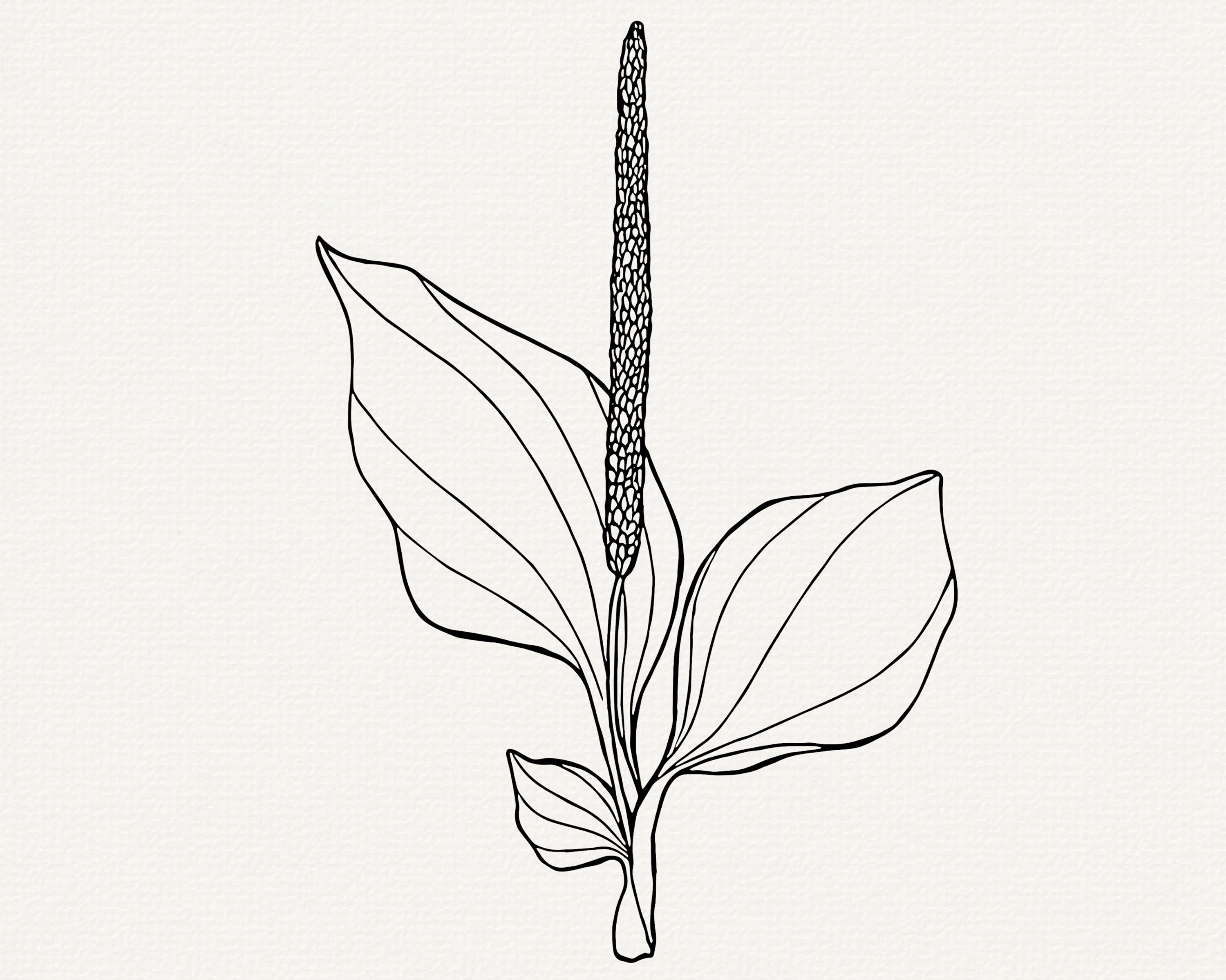 Plantain Botanical Line Art - SVG & PNG Clipart Graphics - Etsy