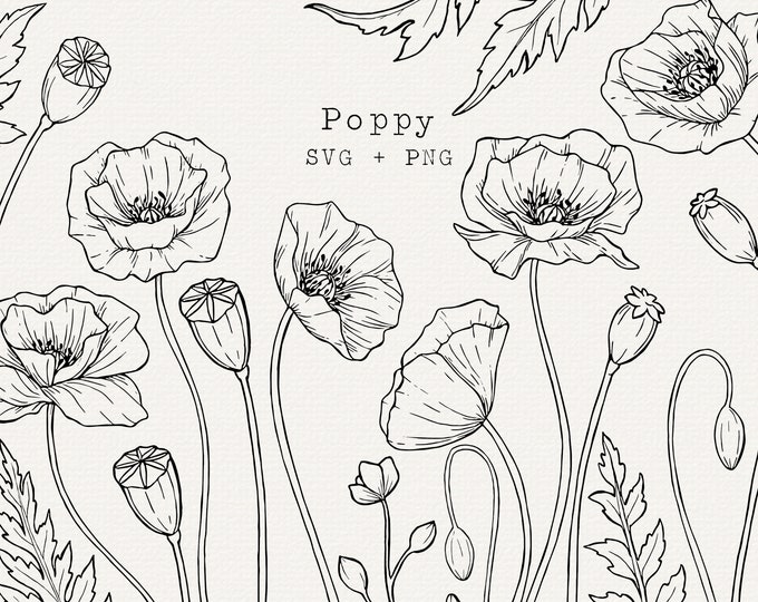 Poppy Blooms Line Art Black and White Bundle 1 96 Digital Line Art AI ...