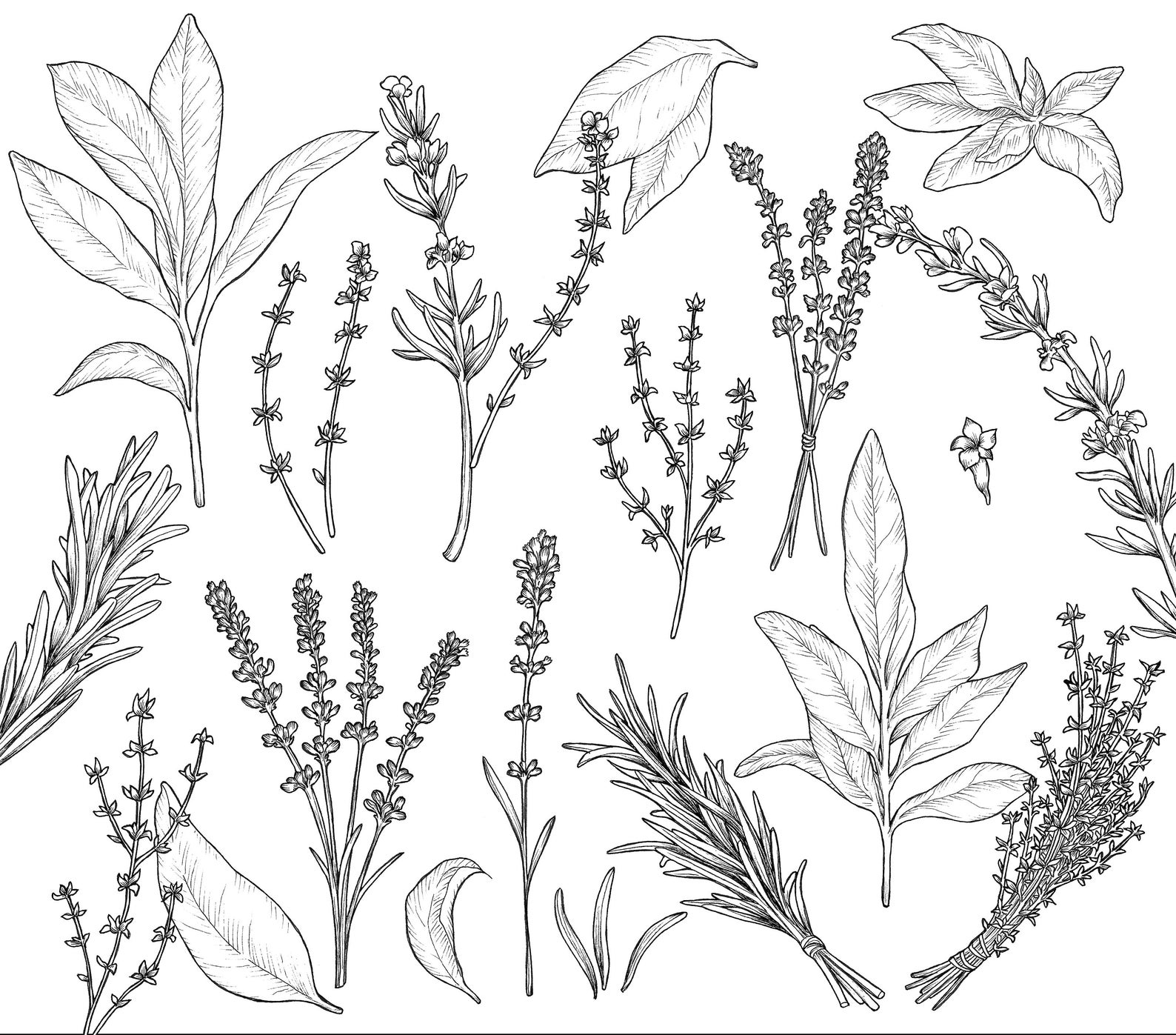 Herb Clip Art Black and White Botanical Line Art PNG | Etsy