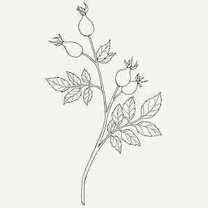 Rose Hip SVG, Rose Hips Clip Art, Rosehip Line Art, Cricut Cut File ...