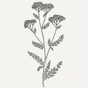 Yarrow SVG, Yarrow Herb Clip Art, Herbal Remedies Line Art, Wild ...