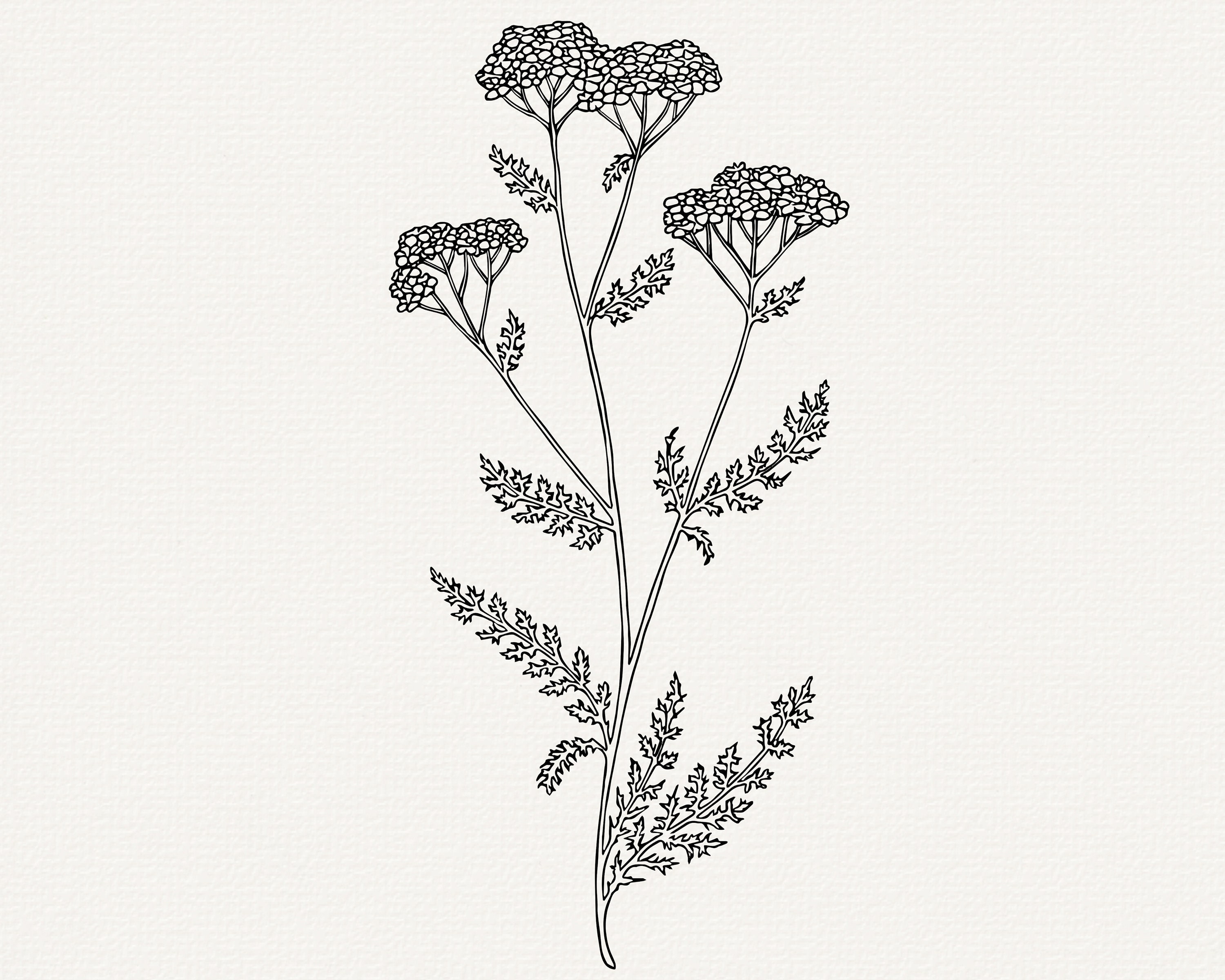 Yarrow Drawing