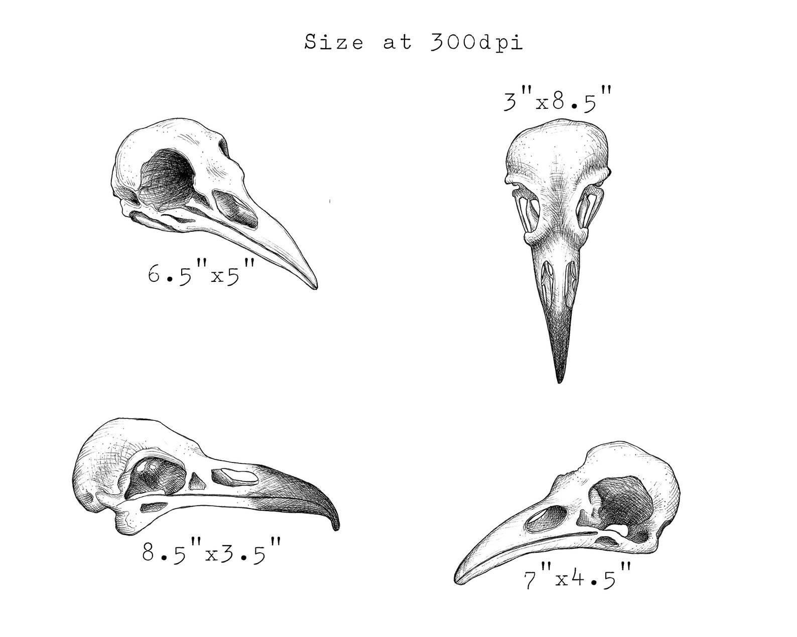 Raven Skull Clip Art, Hand Drawn Crow Skull, Vintage Illustration ...