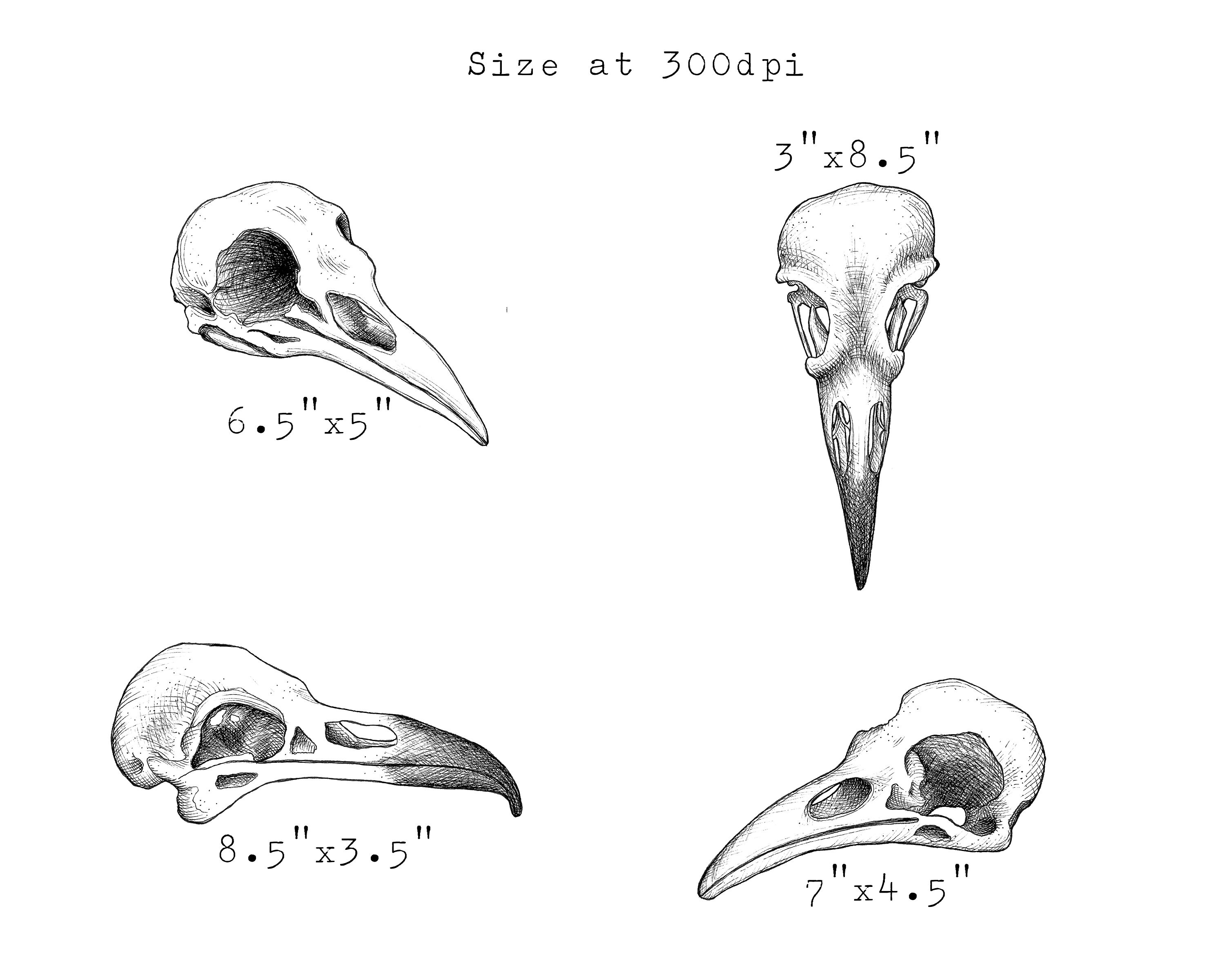 Bird Skull Drawing