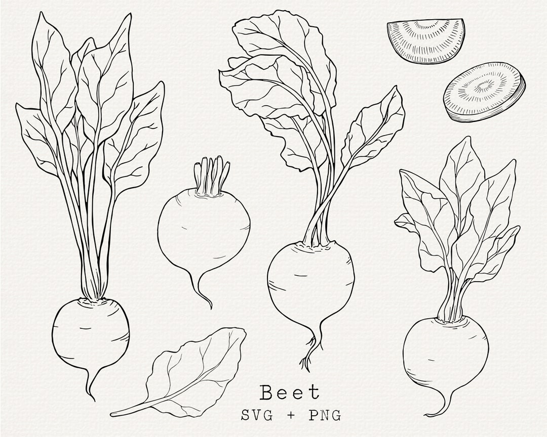 Beet SVG Set, Beets Illustration for Commercial Use, Cut File Cricut ...