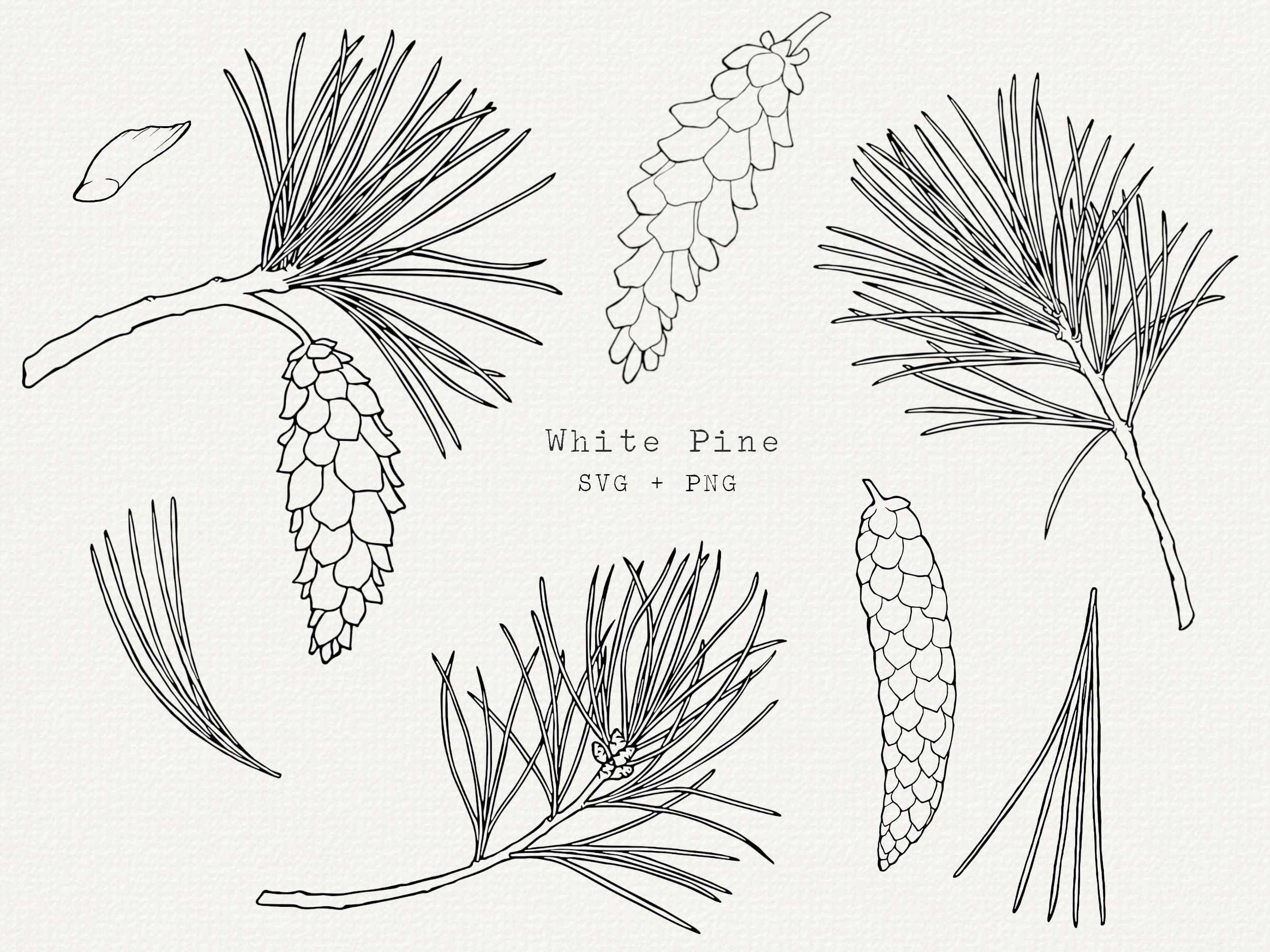 Pine Needles Drawing
