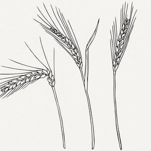 Barley SVG, Hand-drawn Barley Vector Clip Art, Simple Outline Drawing ...