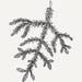 Spruce Tips PNG Clip Art, Hand Drawn Spruce Tip Illustration, Evergreen ...