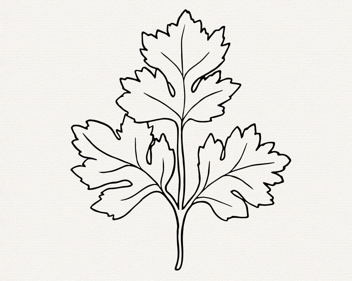 Cilantro SVG Clip Art Commercial Use Cilantro Plant Vector - Etsy