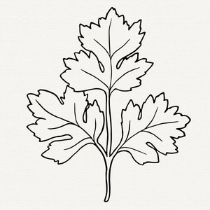 Cilantro SVG Clip Art, Commercial Use, Cilantro Plant Vector ...