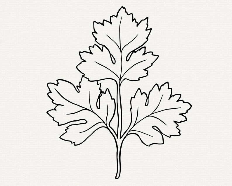 Cilantro SVG Clip Art, kommerzielle Nutzung, Cilantro Pflanze Vektor ...