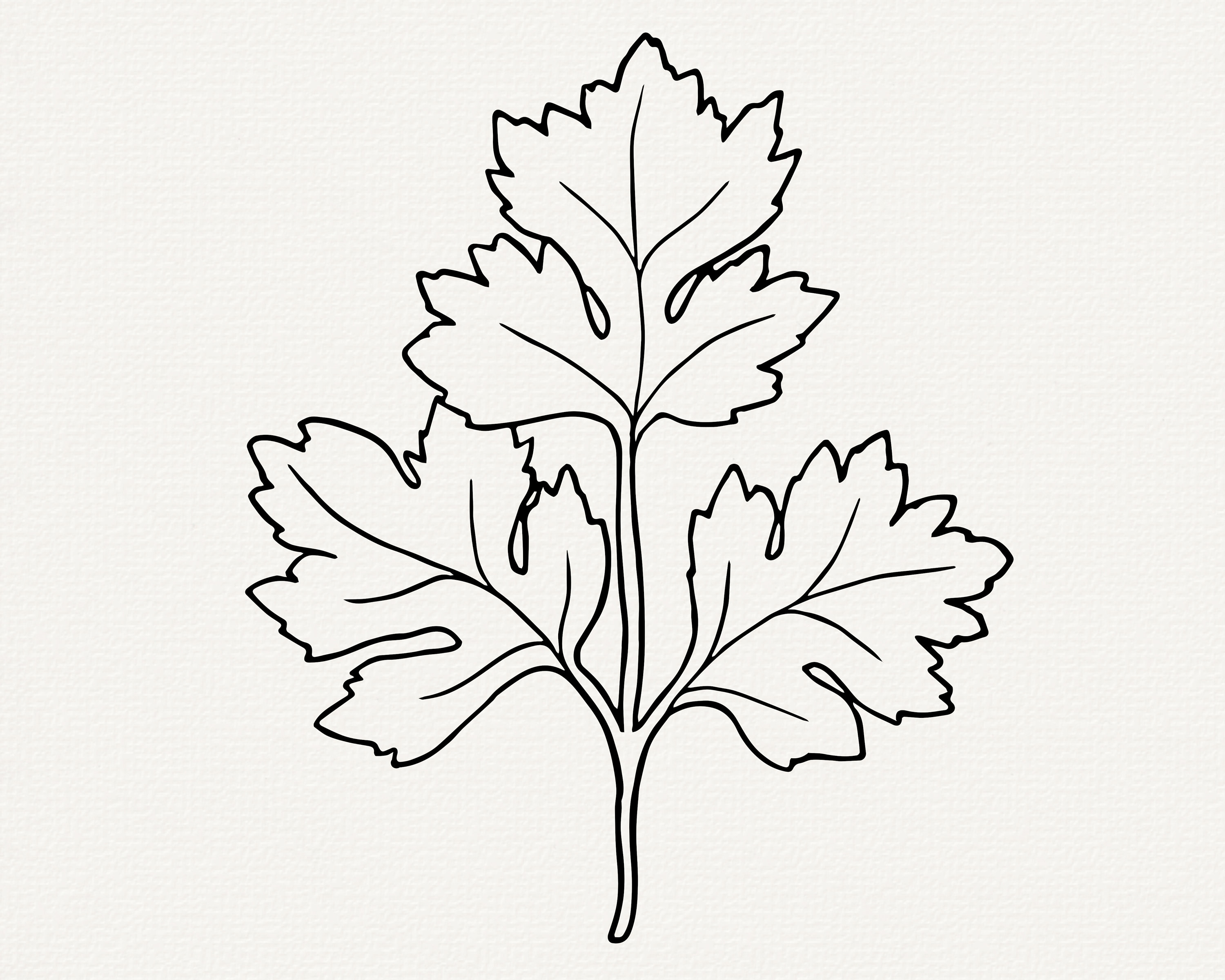 Cilantro SVG Clip Art Commercial Use Cilantro Plant Vector - Etsy Canada