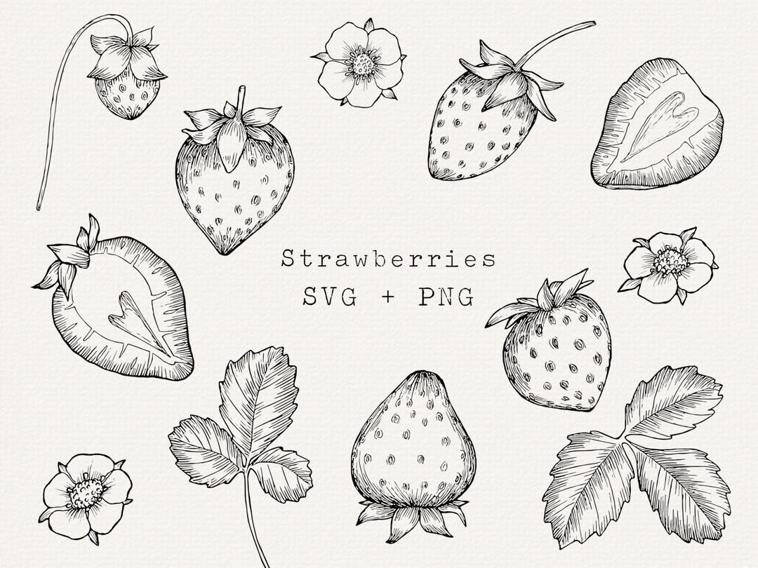 Strawberry Vector Download, Hand Drawn Berries Clipart (SVG, PNG) - Etsy