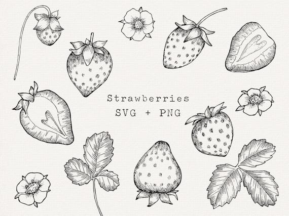 Fraise Vecteur Noir Et Blanc Fraise : 9 860 671 Images Vectorielles De