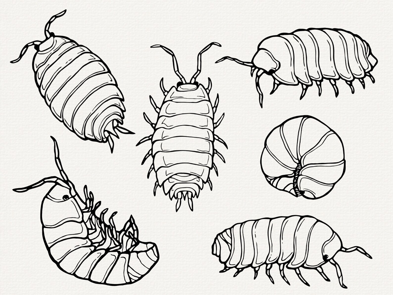 Isopods Millipedes Centipedes SVG PNG, Bug Clipart, Line Art ...