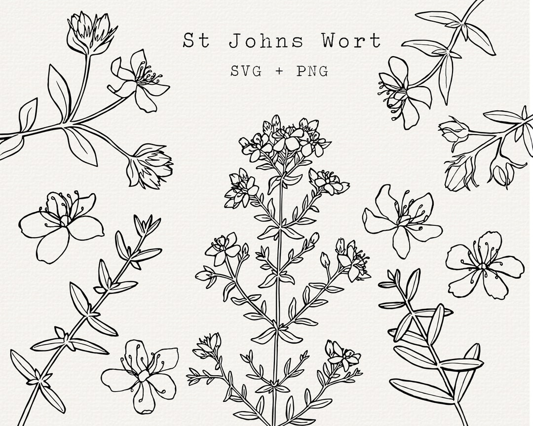 St John's Wort SVG, St Johns Wort Clipart, Medicinal Plant Illustration ...