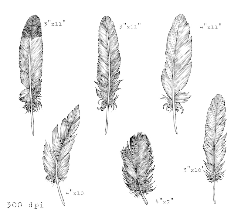 Feather Clip Art Detailed Feather Line Art PNG Hand Drawn - Etsy