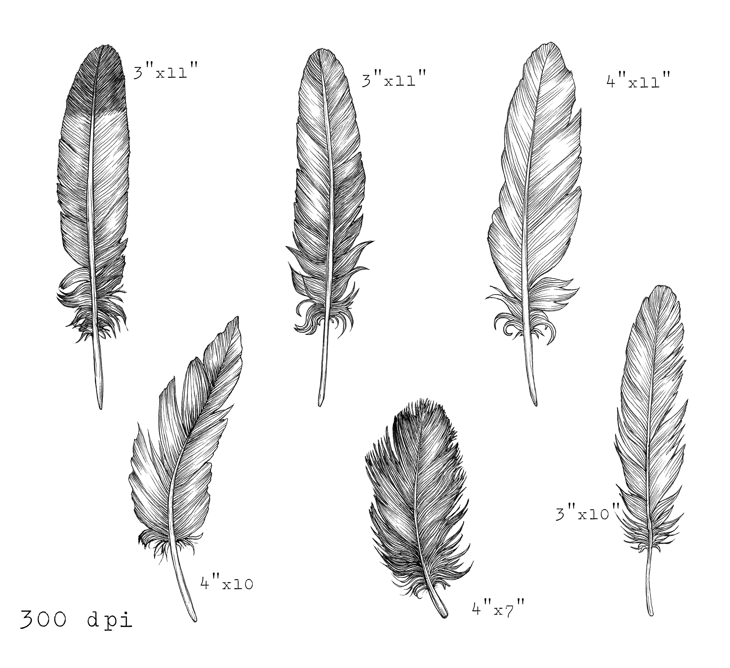 Feather Clip Art Detailed Feather Line Art PNG Hand Drawn - Etsy