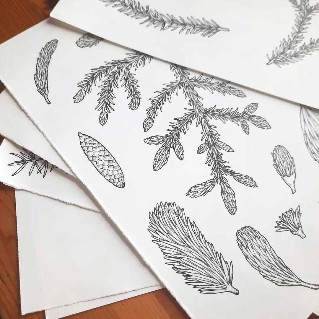 Spruce Tips Line Art - Botanical SVG and PNG Files - Etsy
