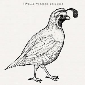 Quail PNG Clip Art, Hand Drawn Quail Eggs Sketch, Bird Illustration ...