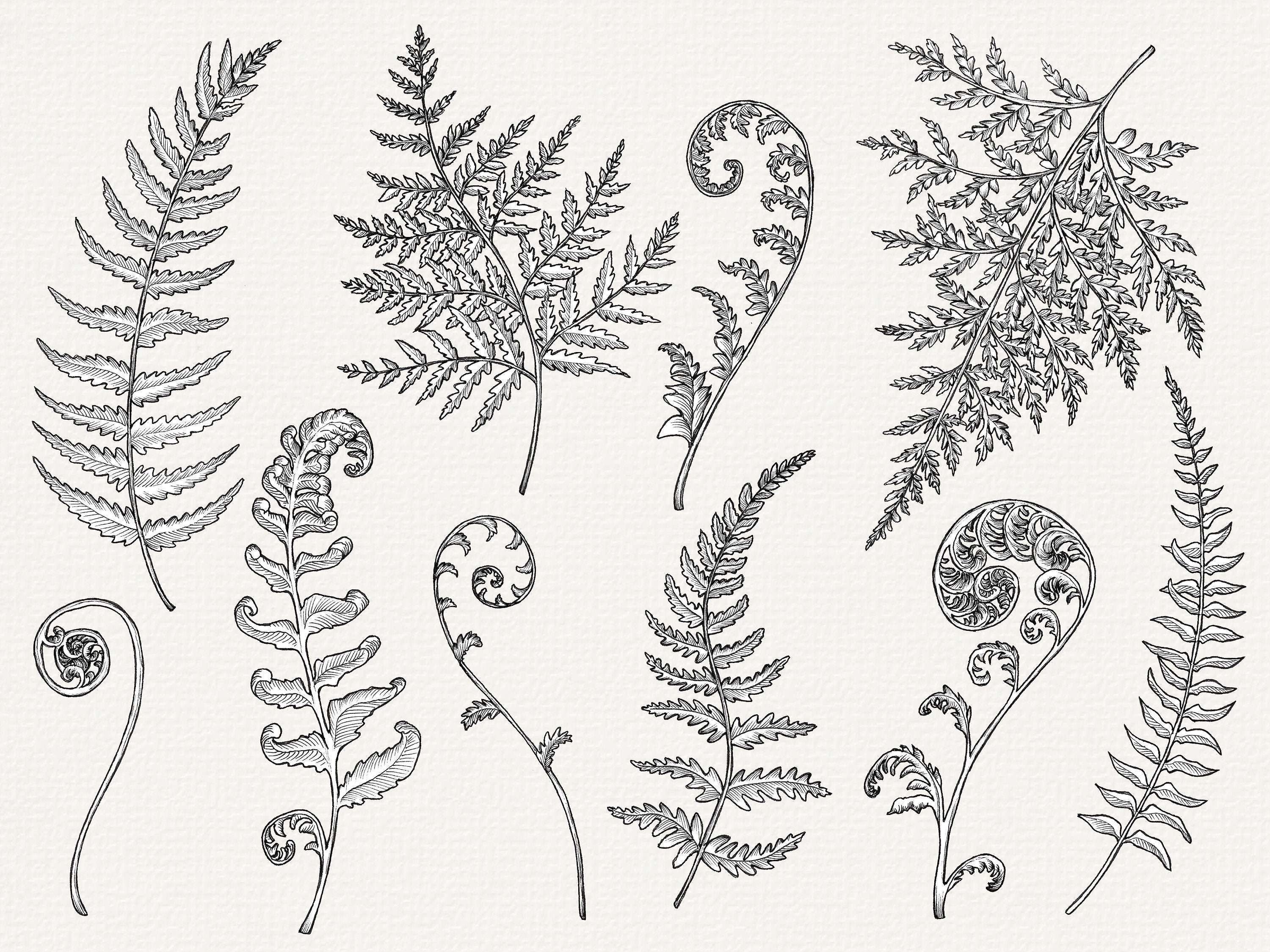Fern Clipart, Hand Drawn Fern Line Art, Black and White Botanical ...
