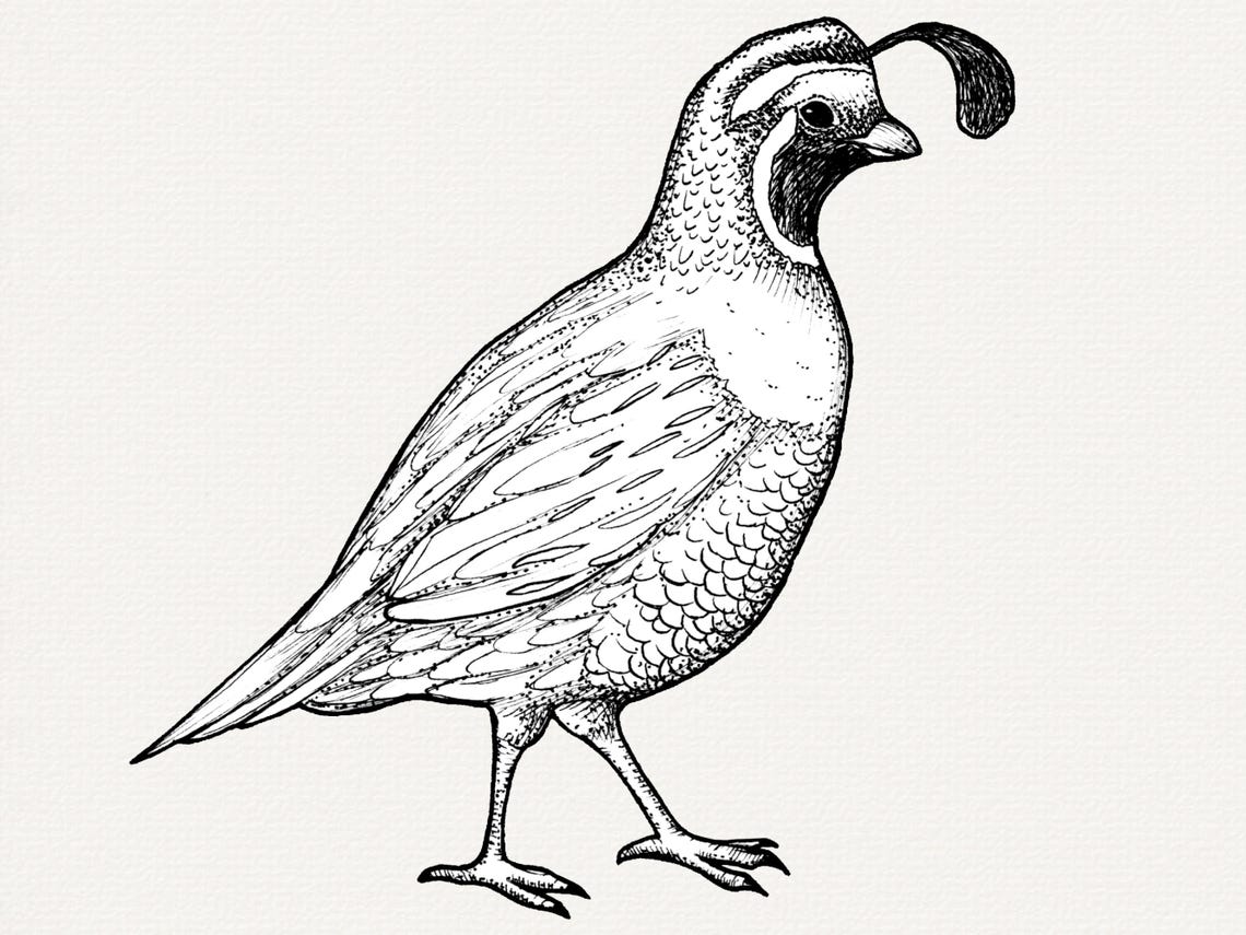 Quail Bird Line Art Clipart, Hand Drawn Quail Illustration, PNG ...