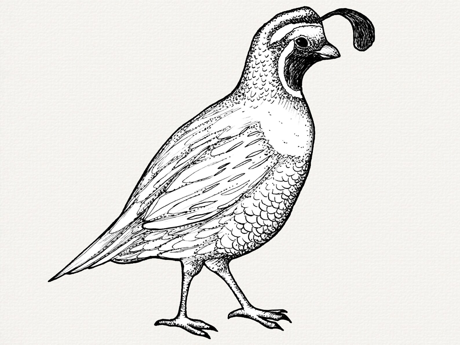 Quail Bird Line Art Clipart, Hand Drawn Quail Illustration, PNG ...