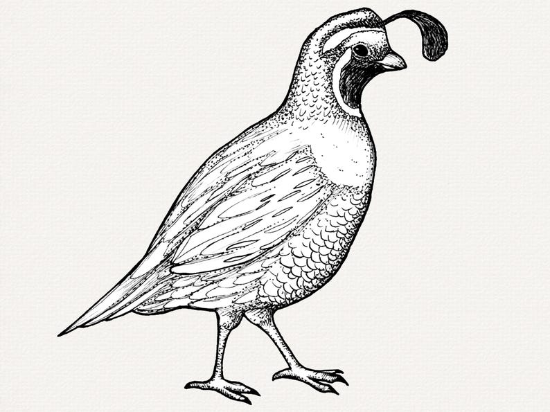 Quail Bird Line Art Clipart, Hand Drawn Quail Illustration, PNG ...