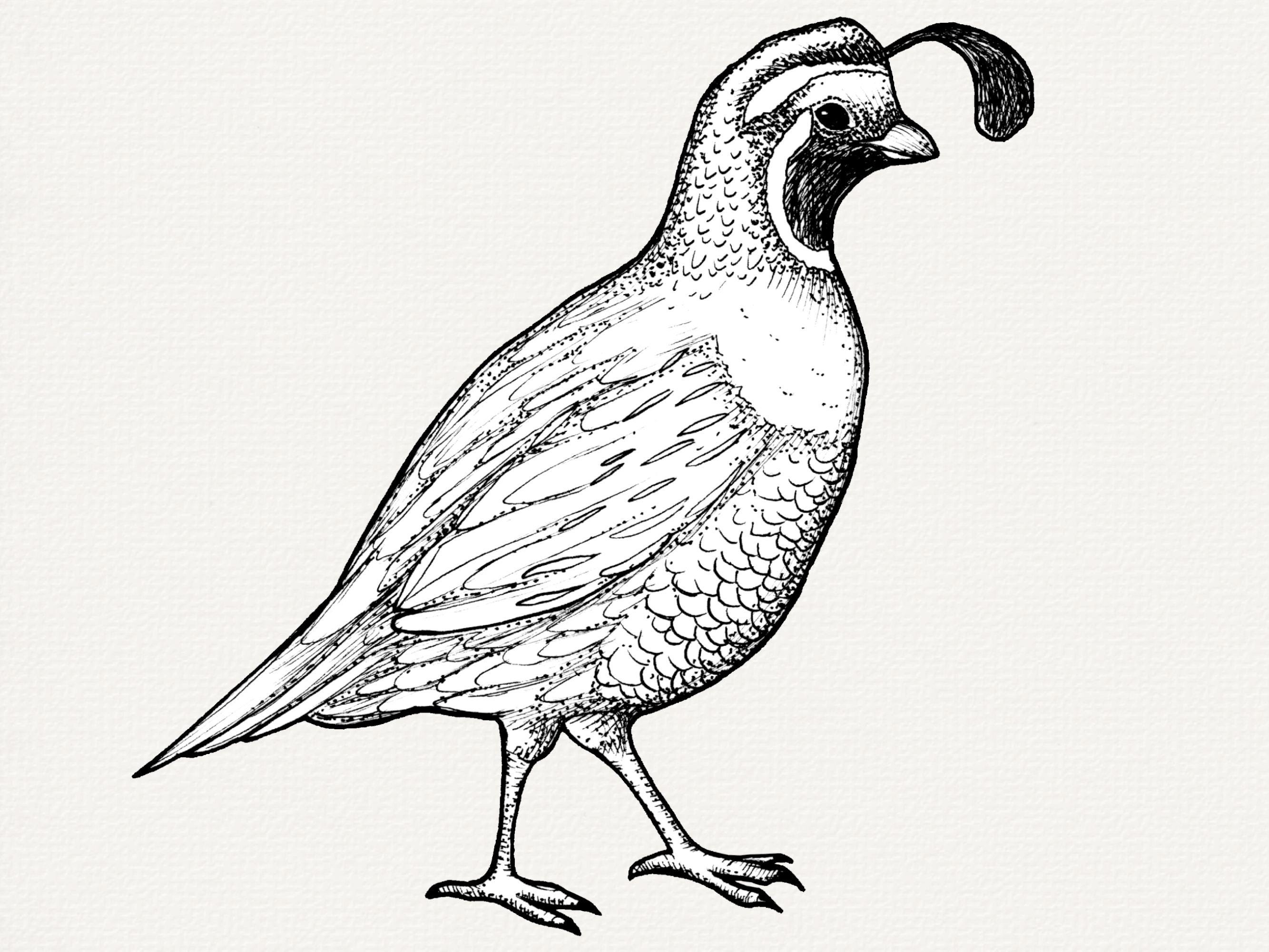 Quail Bird Line Art Clipart, Hand Drawn Quail Illustration, PNG ...